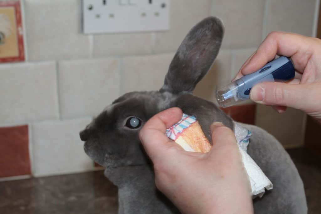 Diabetes in rabbits – Roger’s Story – HoppyHope